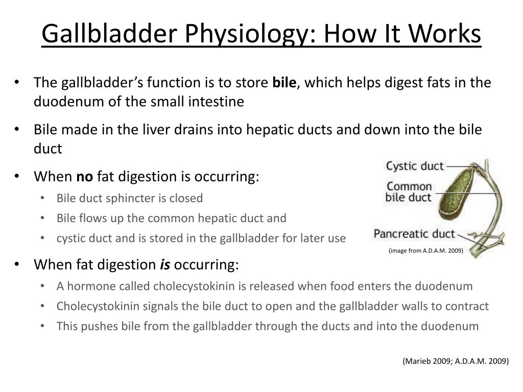 PPT - Food and Human Health Issues: GALLSTONES PowerPoint Presentation ...