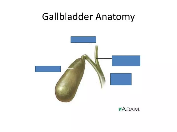 PPT - Gallbladder Anatomy PowerPoint Presentation, free download - ID ...
