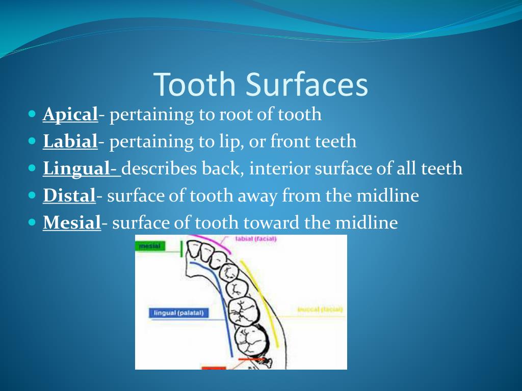 PPT - Dental careers, educational requirements, A&P of teeth, and ...