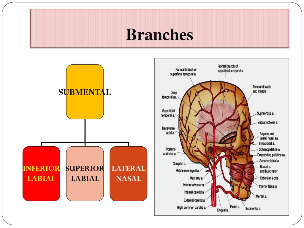 PPT - Clinical Anatomy of the Face PowerPoint Presentation, free ...