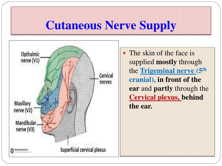 PPT - Clinical Anatomy of the Face PowerPoint Presentation - ID:2152864