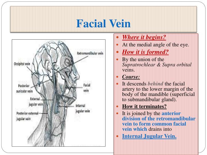 PPT - Clinical Anatomy of the Face PowerPoint Presentation - ID:2152864