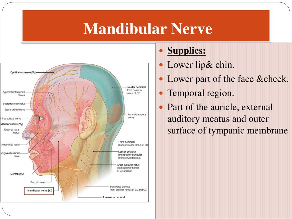 PPT - Clinical Anatomy of the Face PowerPoint Presentation, free ...
