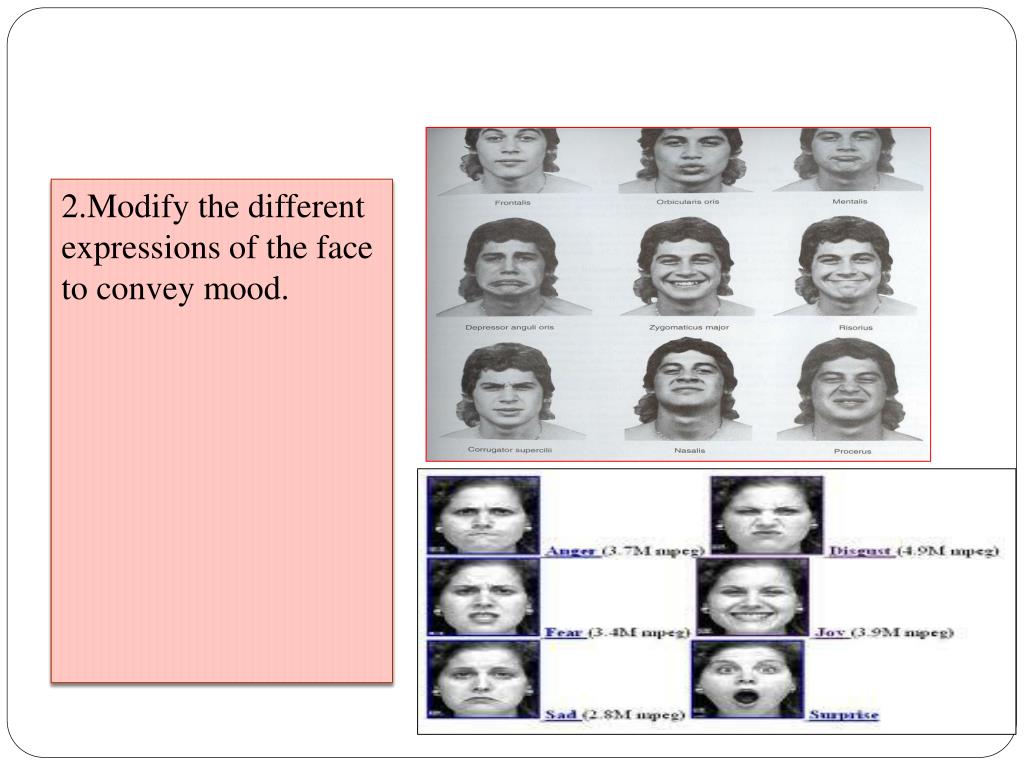 PPT - Clinical Anatomy of the Face PowerPoint Presentation, free ...