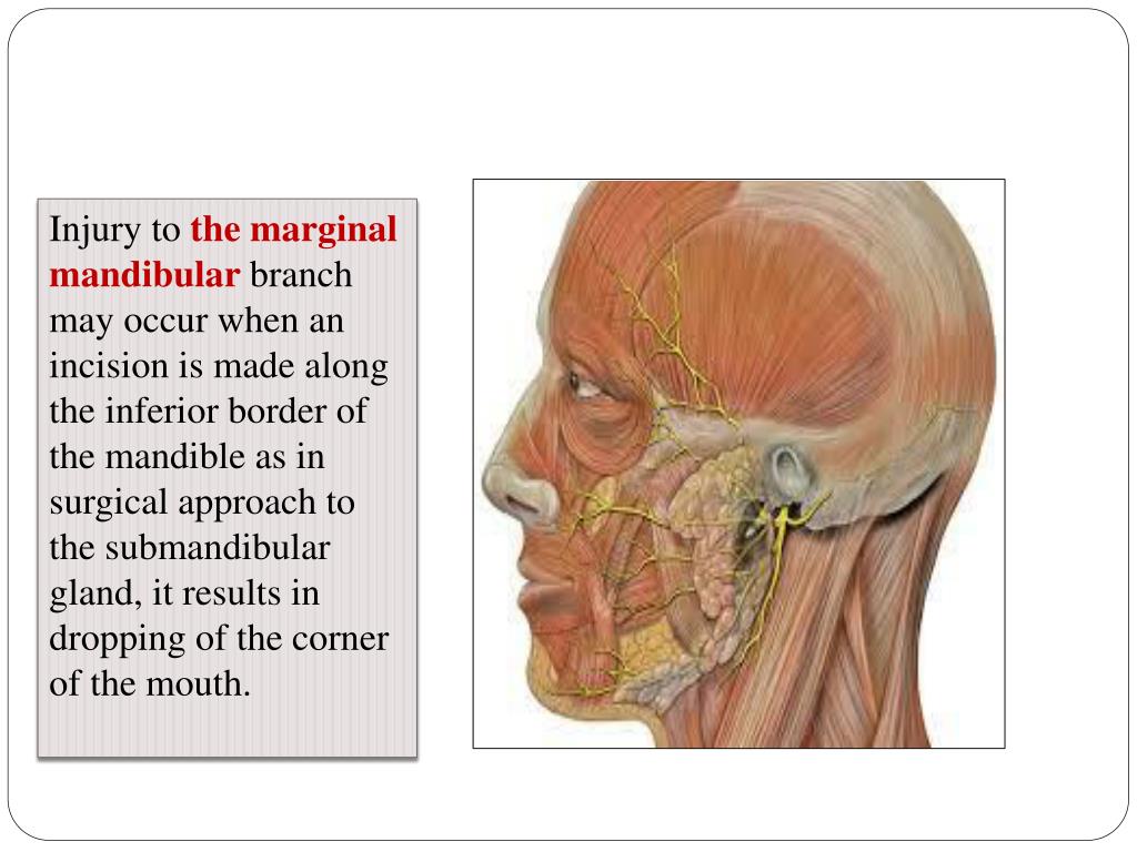 PPT - Clinical Anatomy of the Face PowerPoint Presentation, free ...