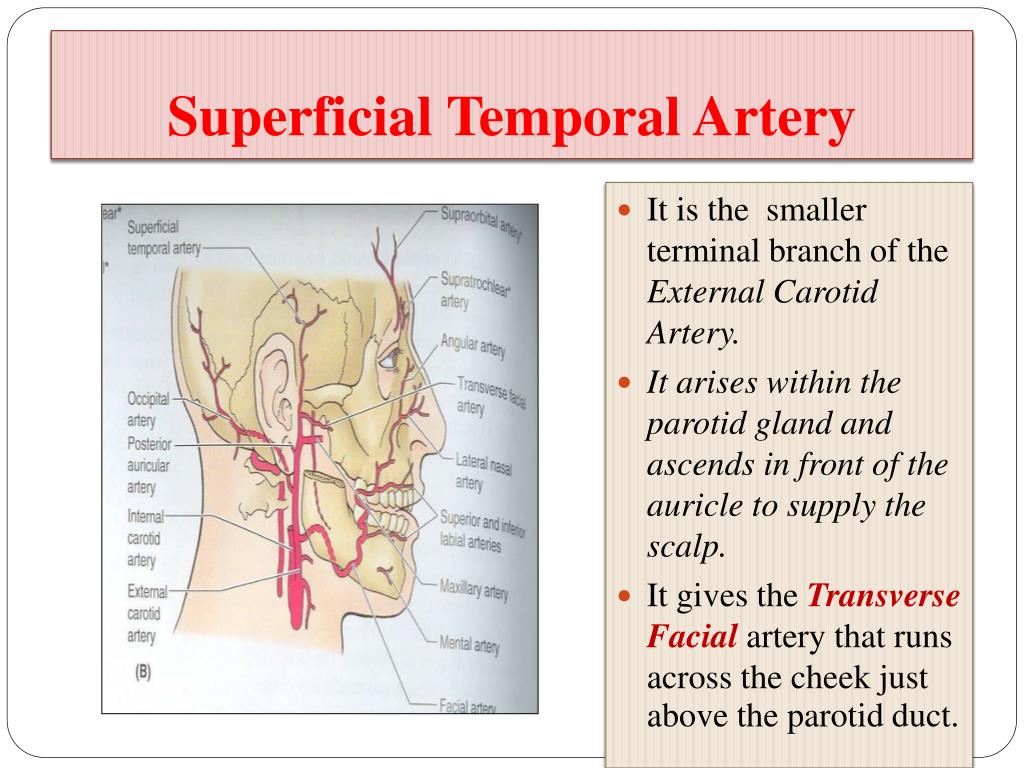 PPT - Clinical Anatomy of the Face PowerPoint Presentation, free ...