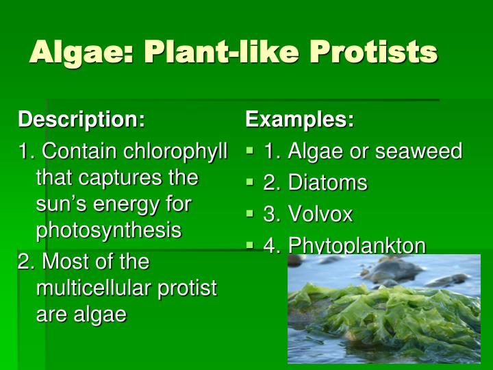 PPT - Simple Organisms part 2 PowerPoint Presentation - ID:2153305