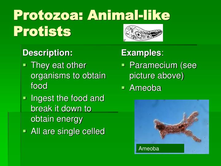 PPT - Simple Organisms part 2 PowerPoint Presentation - ID:2153305
