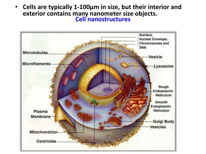 PPT - Cell nanostructures PowerPoint Presentation - ID:2153815