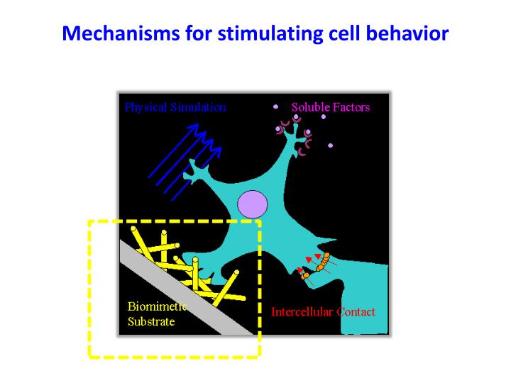 PPT - Cell nanostructures PowerPoint Presentation - ID:2153815