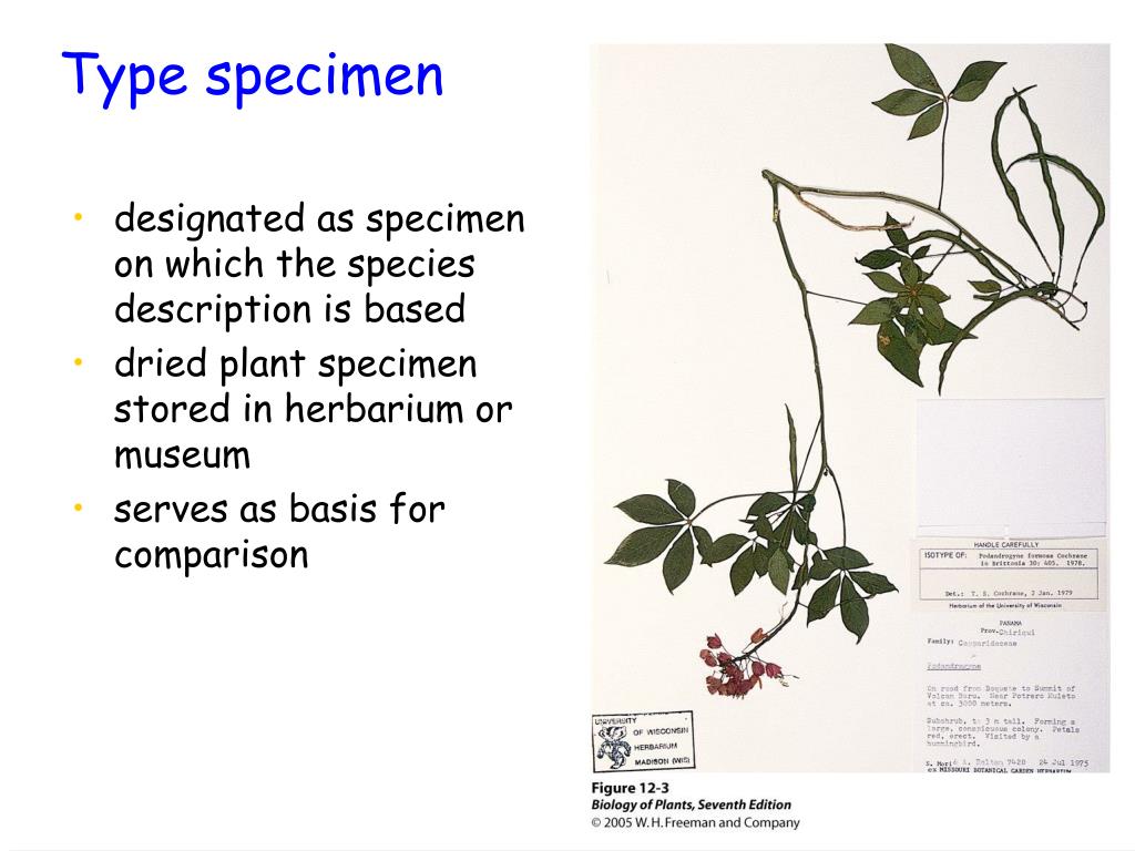 PPT - Plant Nomenclature PowerPoint Presentation, free download - ID ...