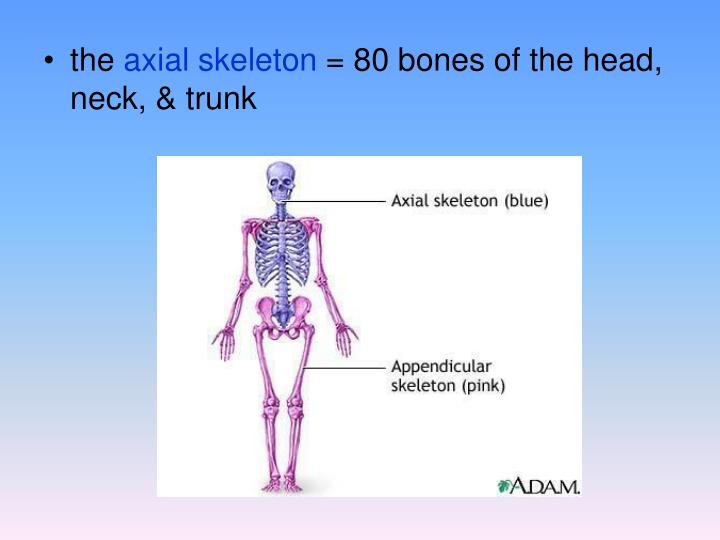 PPT - The Axial Skeleton PowerPoint Presentation - ID:2154286