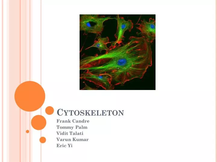PPT - Cytoskeleton PowerPoint Presentation, free download - ID:2154763