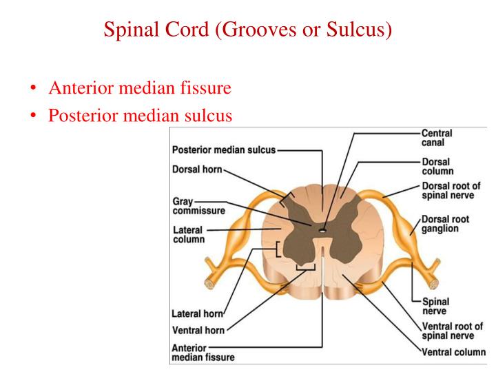 PPT - Spinal Cord PowerPoint Presentation - ID:2155503