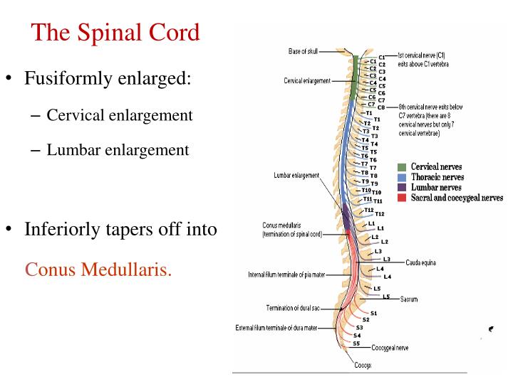 Spinal Cord Enlargements , Cervical Cord Enlargement: Control Center ...
