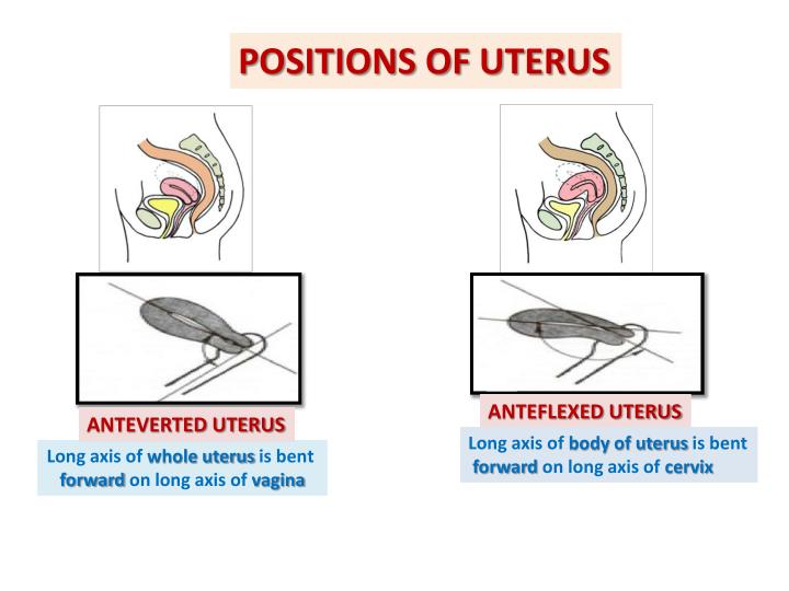 PPT - ANATOMY OF THE FEMALE REPRODUCTIVE SYSTEM PowerPoint Presentation ...