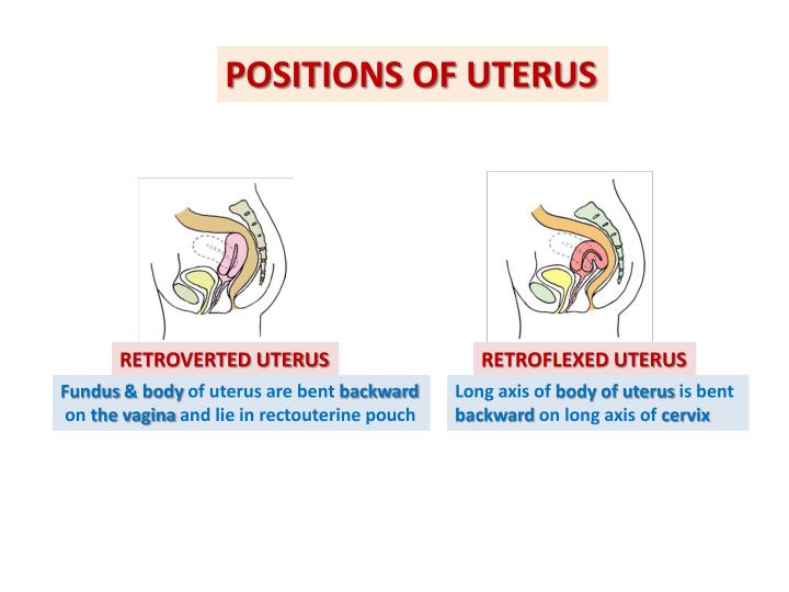 Ppt Anatomy Of The Female Reproductive System Powerpoint Presentation