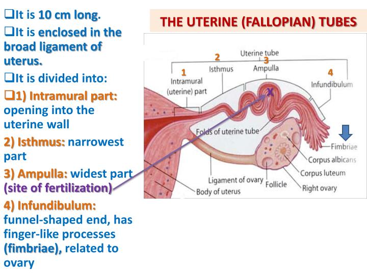 PPT - ANATOMY OF THE FEMALE REPRODUCTIVE SYSTEM PowerPoint Presentation ...