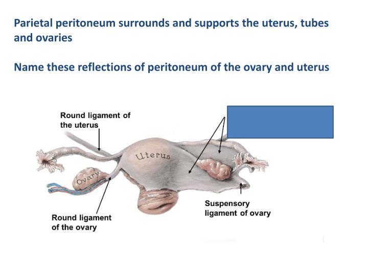 PPT - Female Repro Anatomy PowerPoint Presentation - ID:2155928