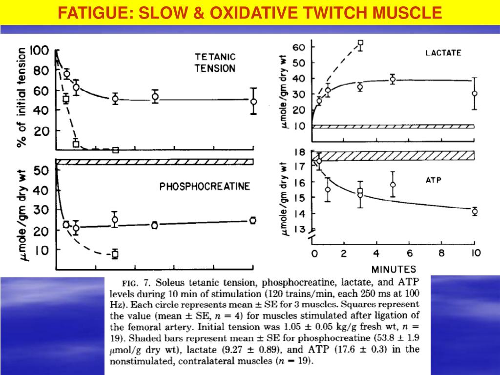 PPT - Roles of metabolites in muscle fatigue PowerPoint Presentation ...
