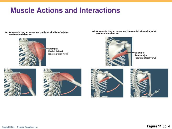 PPT - Muscles of the Body PowerPoint Presentation - ID:2156696