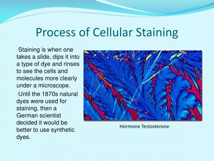 PPT - Process of Cellular Staining PowerPoint Presentation, free ...
