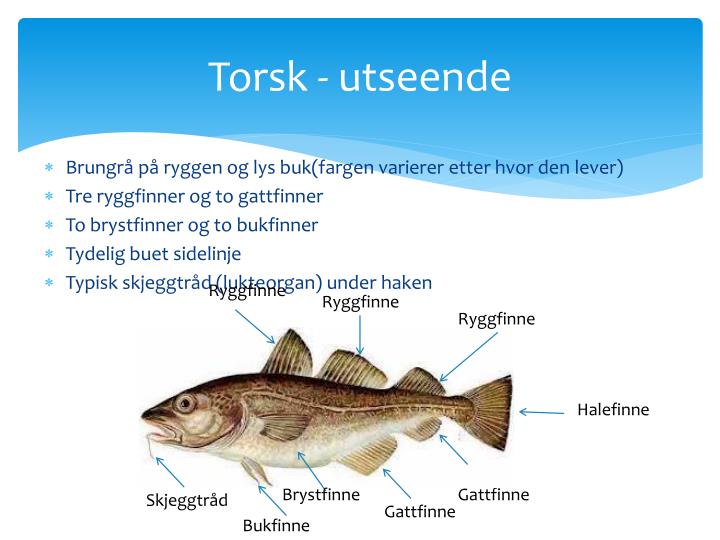 PPT - Fisk=Mat PowerPoint Presentation - ID:2157004