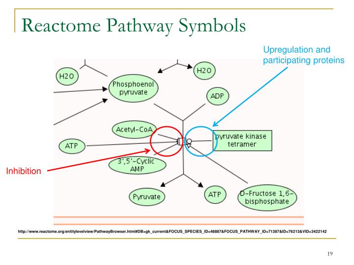 PPT - Annotation for Gene Expression Analysis with Reactome.db Package ...