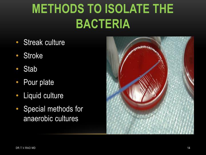 PPT - bacterial Culture methods BASICS PowerPoint Presentation - ID:2157627