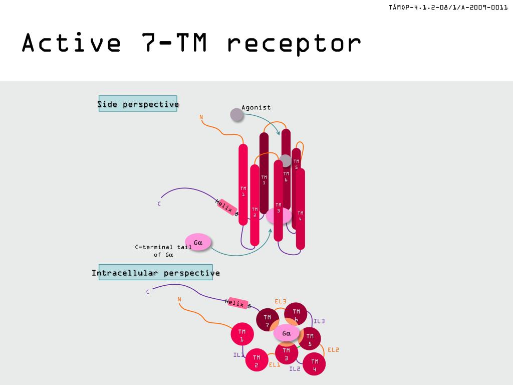 PPT - Extracellular receptors g-protein coupled receptors PowerPoint ...
