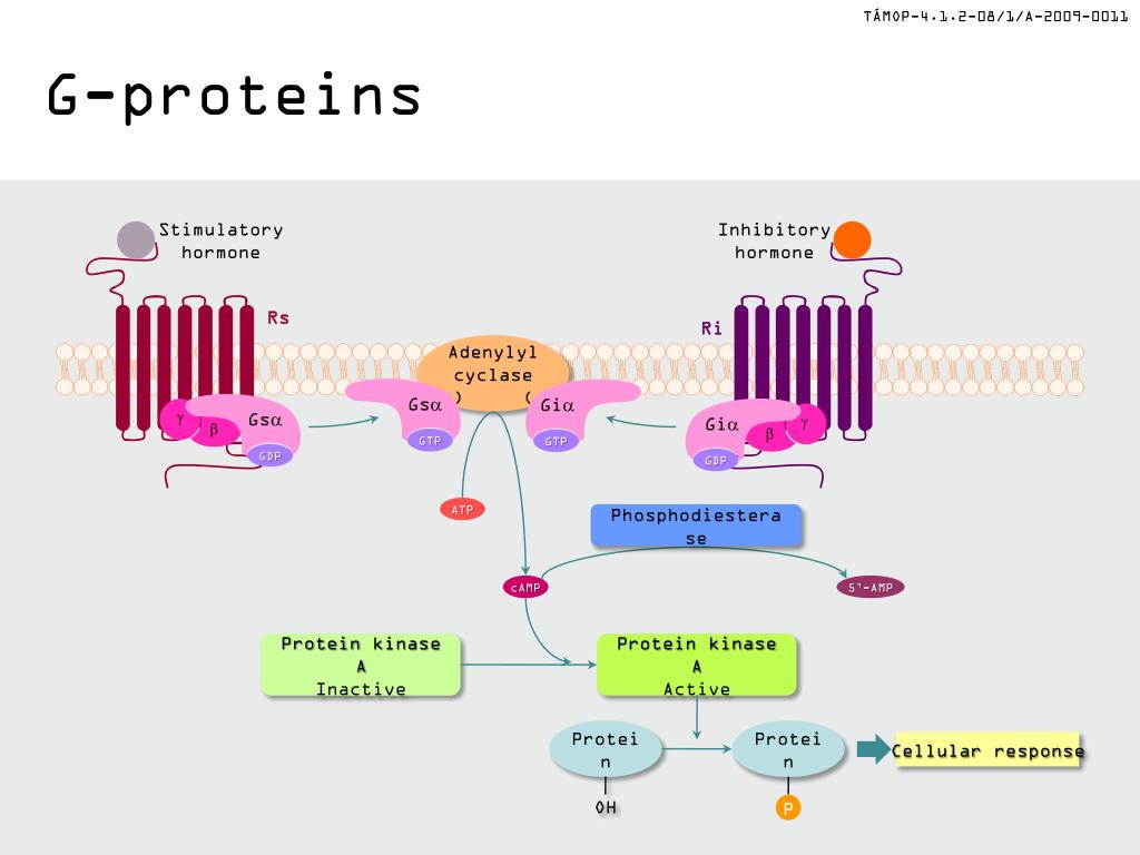PPT - Extracellular receptors g-protein coupled receptors PowerPoint ...