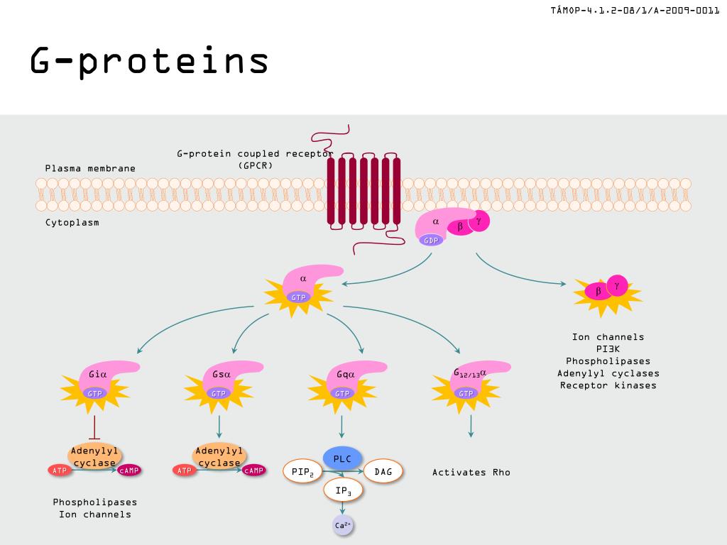 PPT - Extracellular receptors g-protein coupled receptors PowerPoint ...