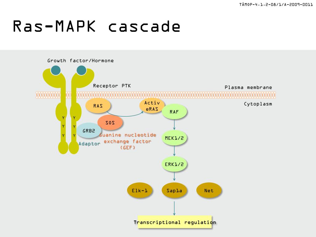 PPT - Extracellular receptors g-protein coupled receptors PowerPoint ...