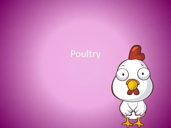 PPT - Poultry PowerPoint Presentation, free download - ID:2158297