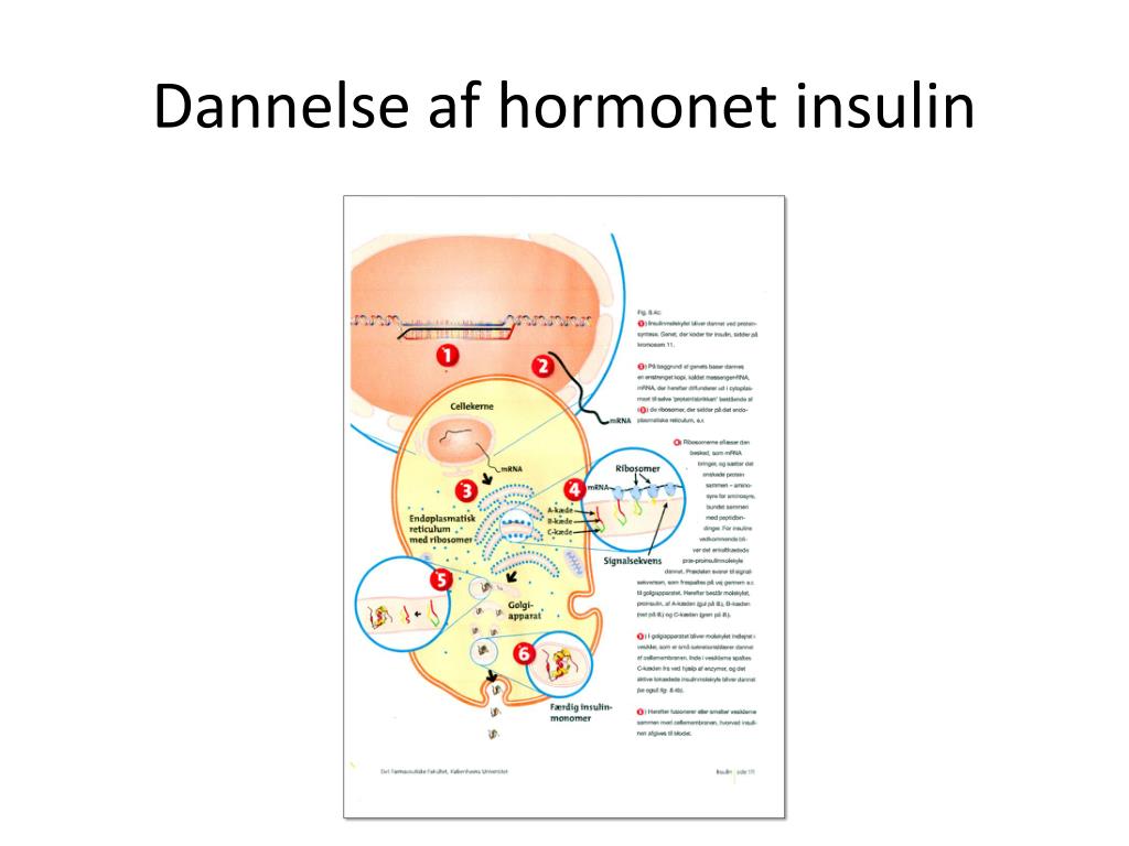 PPT - Homeostase / Regulering af kroppens indre miljø PowerPoint ...