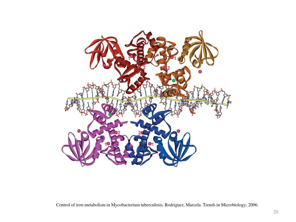 PPT - cis -regulatory element study in transcriptome PowerPoint ... PPT - cis -regulatory element study in transcriptome PowerPoint ...