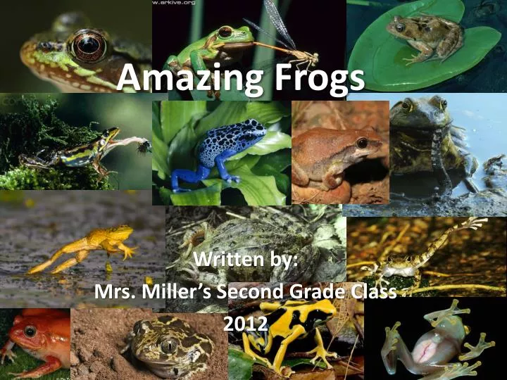 PPT - Amazing Frogs PowerPoint Presentation, free download - ID:2158915