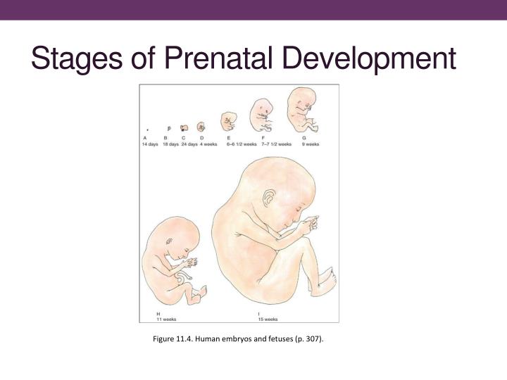 Prenatal Development Stages