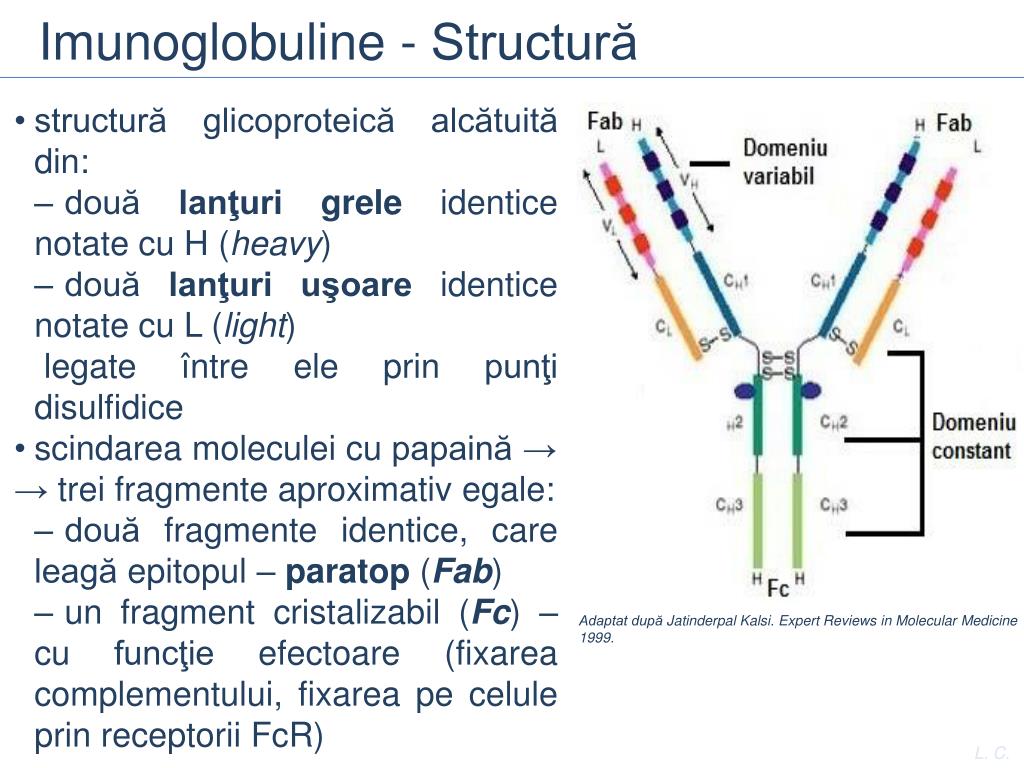 PPT - REACŢIILE DE HIPERSENSIBILITATE ( continuare ) PowerPoint ...