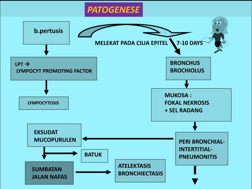 PPT - Aerobic, Gram negative coccobacillus Alcaligenaceae Family ...