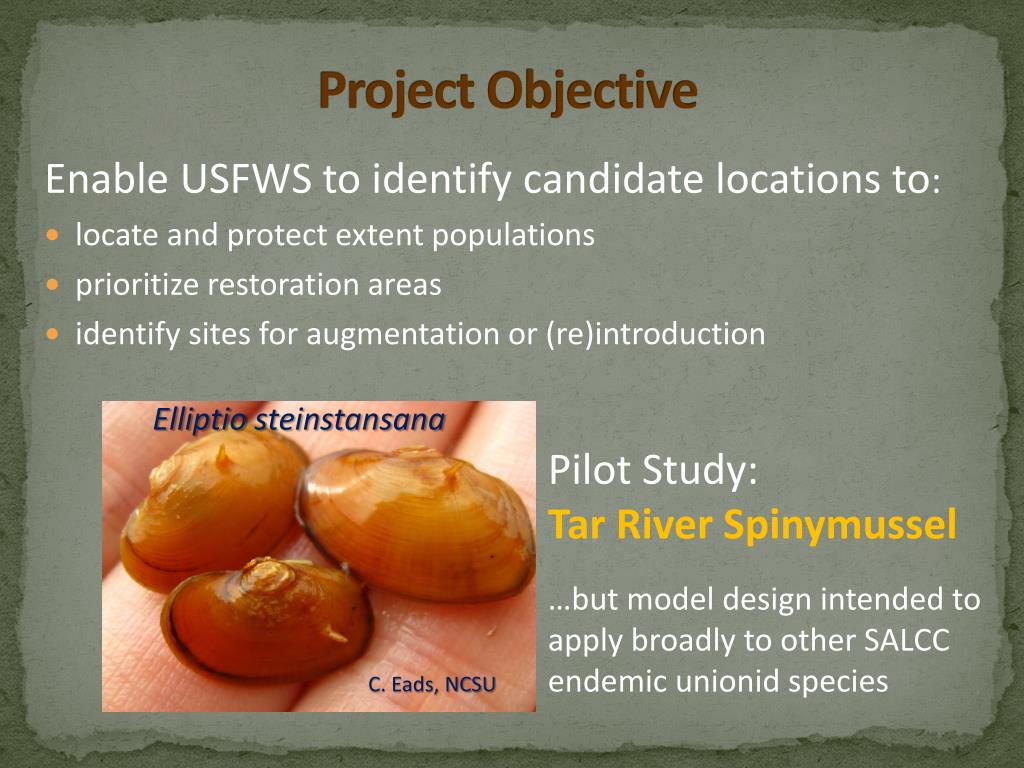 PPT - Ashton Drew Tom Kwak , Greg Cope, Tom Augspurger , Sarah McRae ...