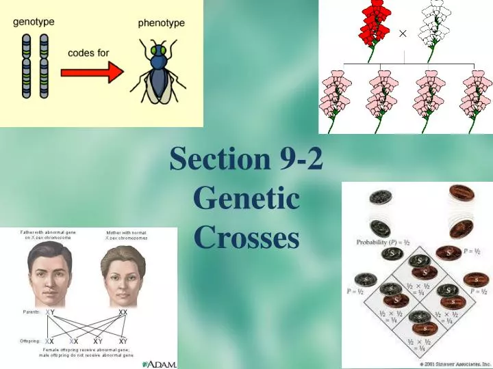 PPT - Section 9-2 Genetic Crosses PowerPoint Presentation, free ...