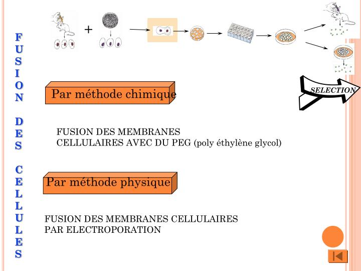 PPT - Les Anticorps monoclonaux PowerPoint Presentation - ID:2159850