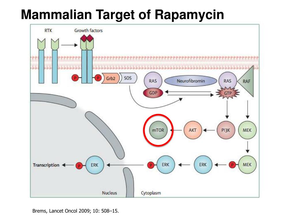 PPT - A Phase 2 Study of The mTOR Inhibitor Sirolimus in NF1 Related ...