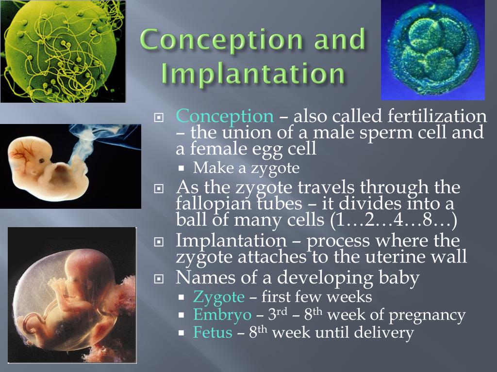 PPT - Teen Pregnancy PowerPoint Presentation, free download - ID:2160222