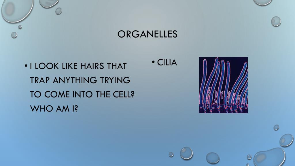 PPT - Organelles – Who am I? PowerPoint Presentation, free download ...