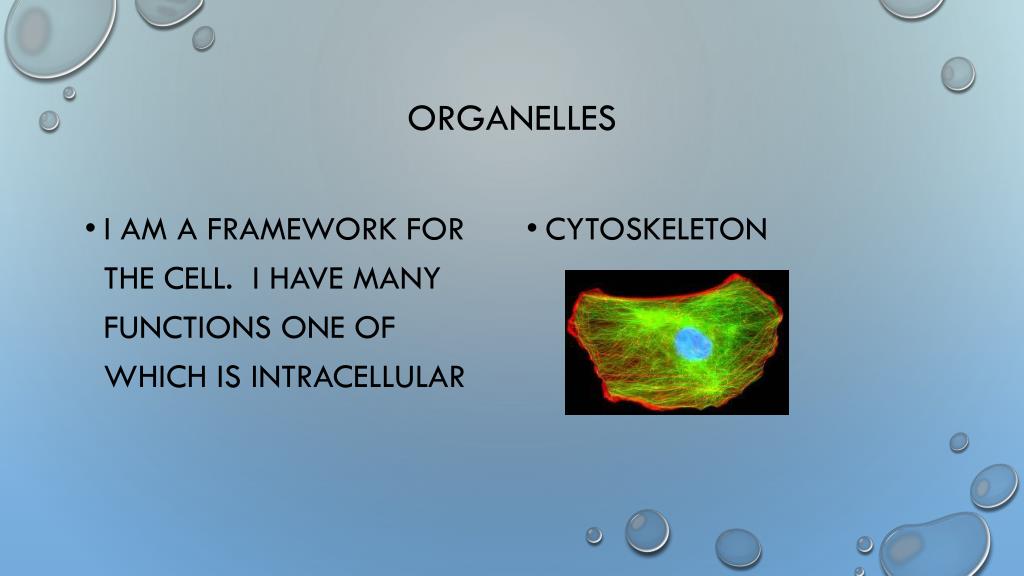 PPT - Organelles – Who am I? PowerPoint Presentation, free download ...