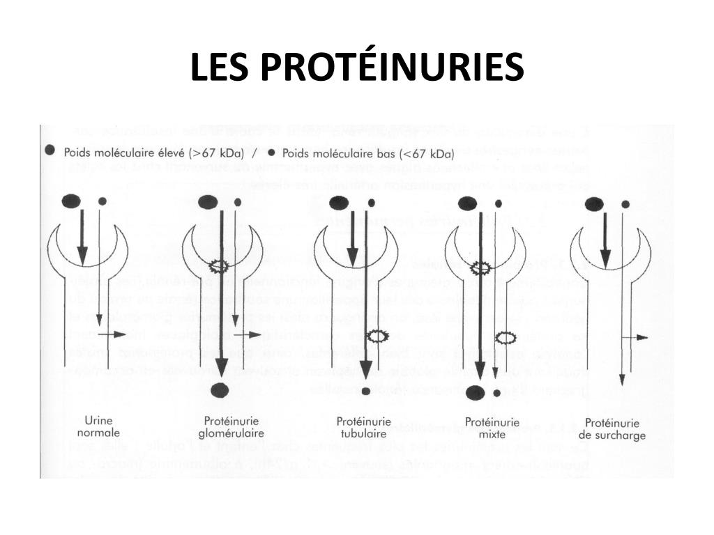 PPT - Faculté de médecine Laboratoire de biochimie 2 ème année médecine ...