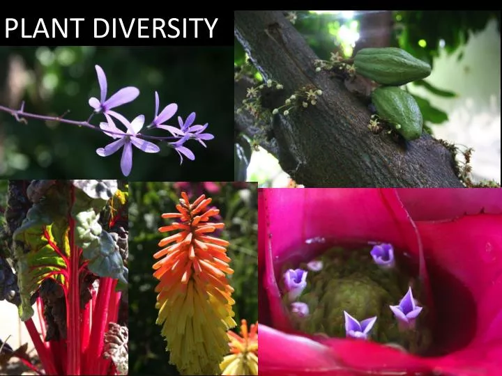 PPT - PLANT DIVERSITY PowerPoint Presentation, free download - ID:2160453