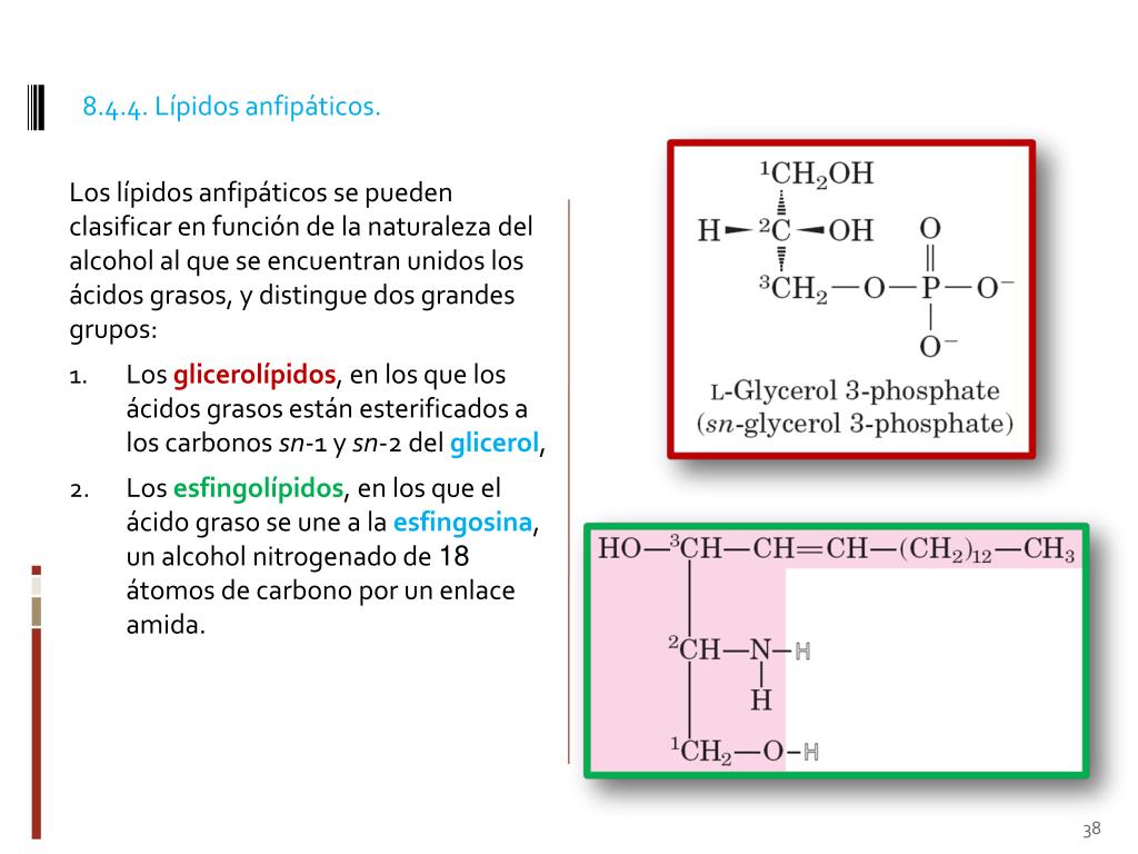 PPT - Bioquímica Estructural Lípidos y mem branas biológicas PowerPoint ...